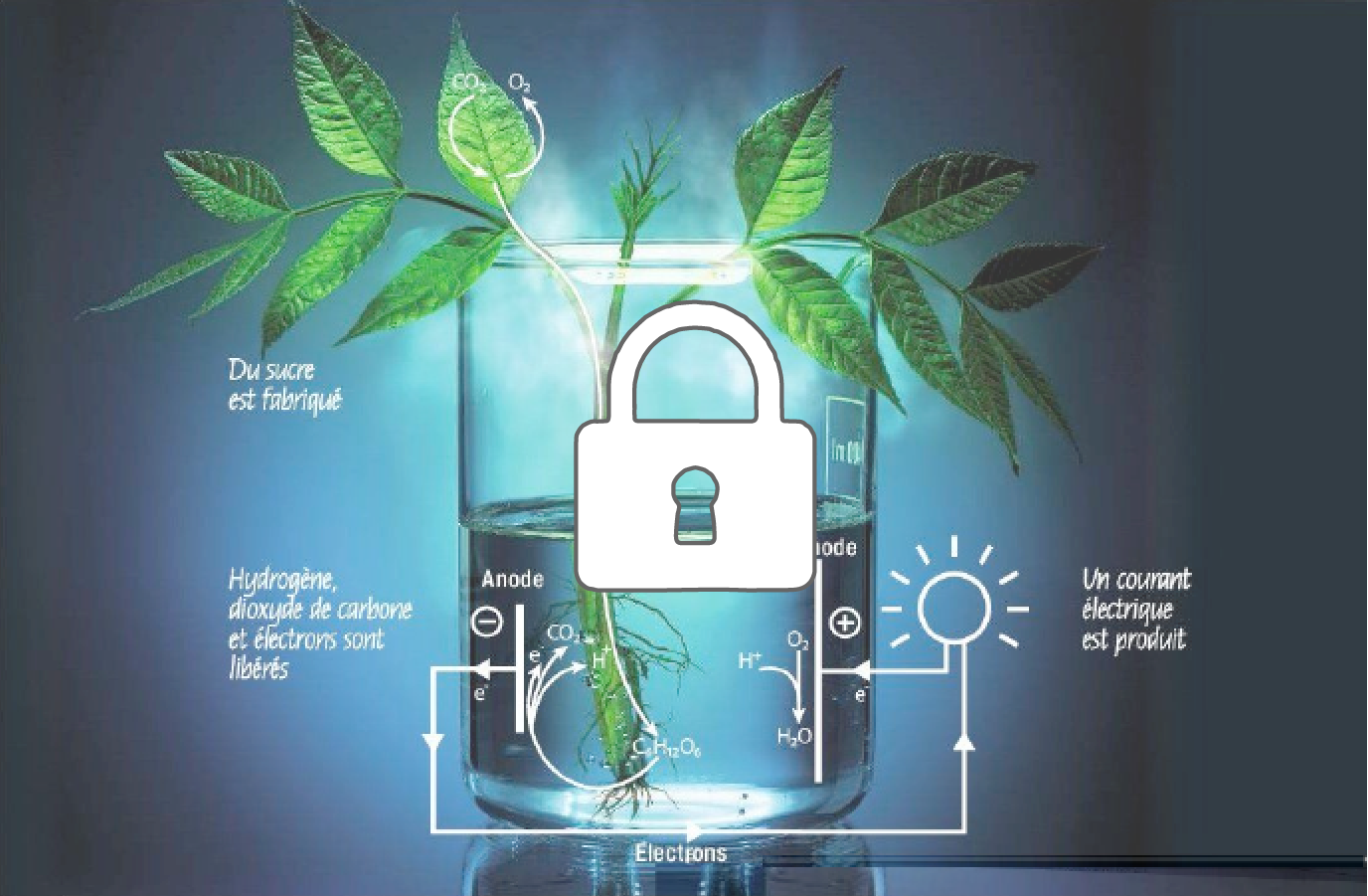 Consultable prochainement - Lusea, think tank